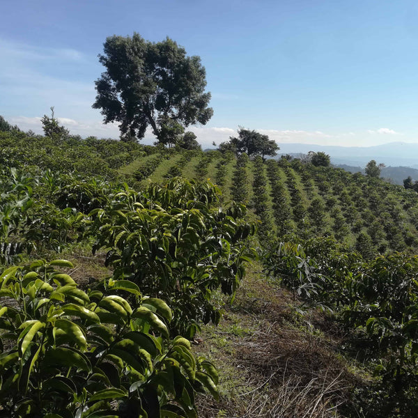 Finca El Diviso Sidra Natural Anaerobic 180H - Huila – Nero Scuro ...